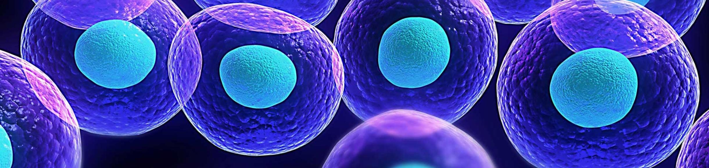 Cell and Molecular Biology | Department of Molecular, Cell and Systems ...